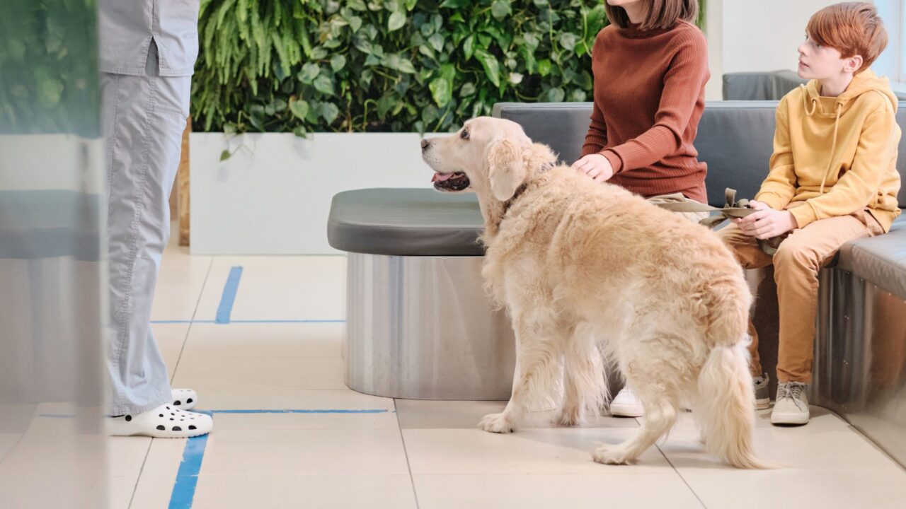 Hamilton, OH Veterinary Services | West Side Animal Clinic