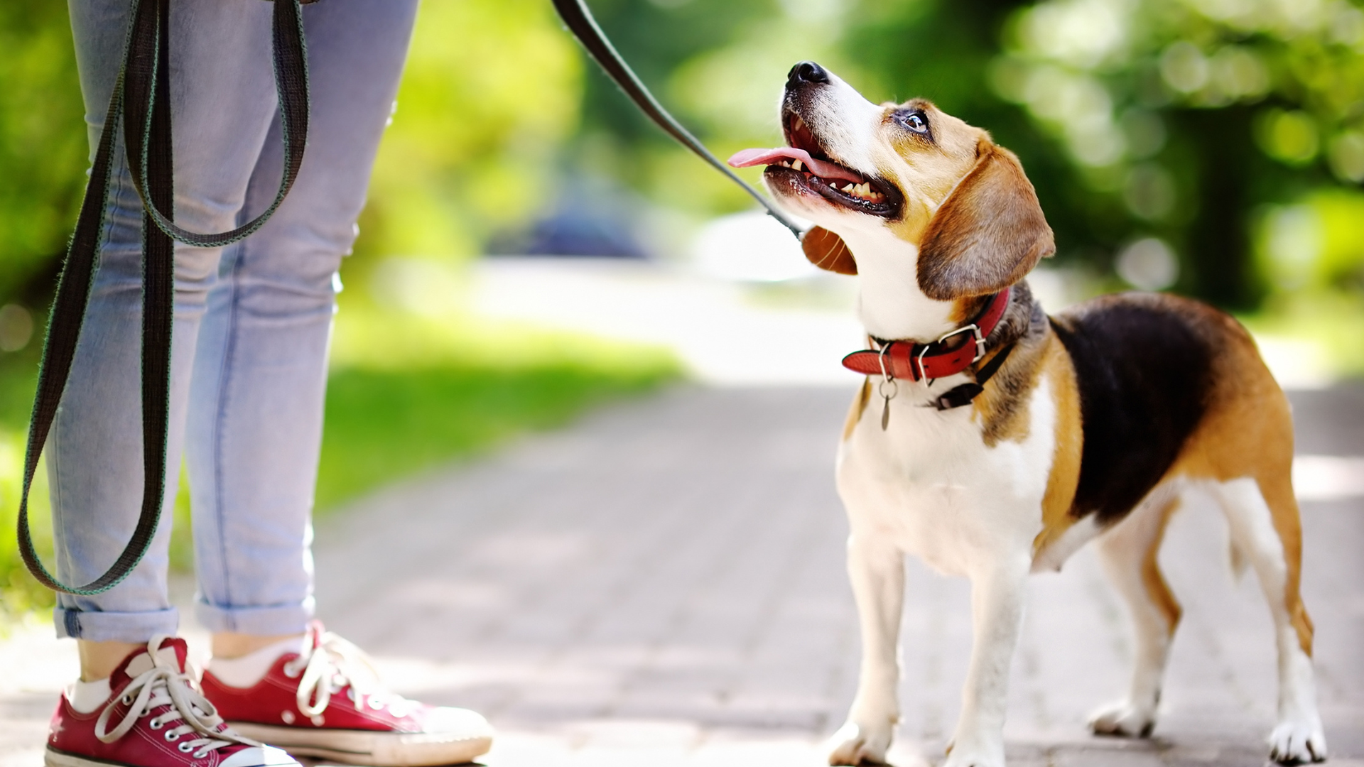 Veterinary Appointment In Hamilton, OH | West Side Animal